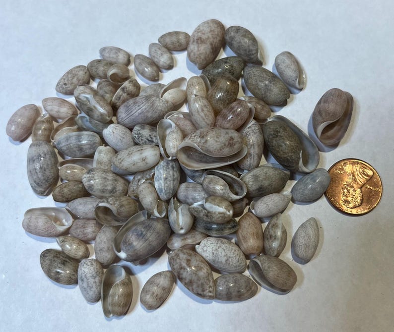 Florida Bubble Shells 200 Pieces. Variety Sizes (.25-1 Inch) - Etsy