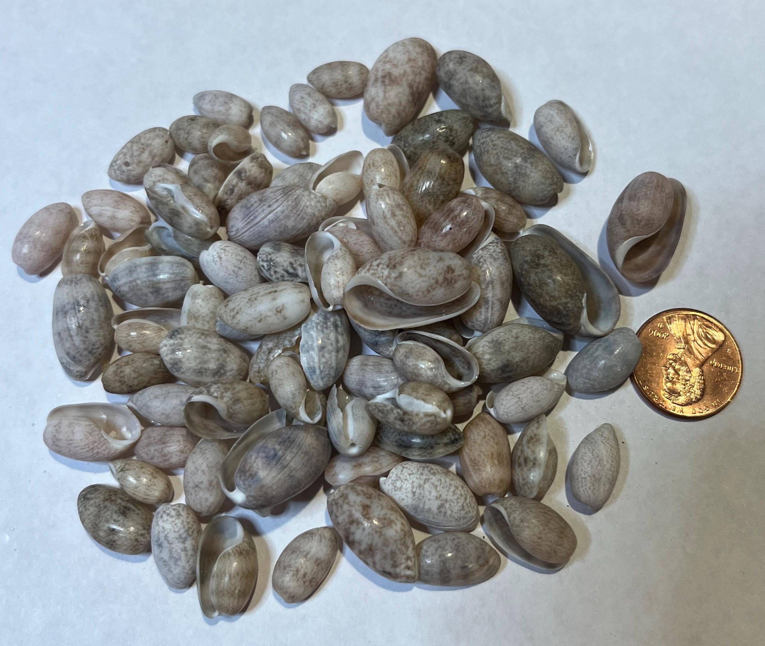 Florida Bubble Shells 200 Pieces. Variety Sizes (.25-1 Inch) - Etsy