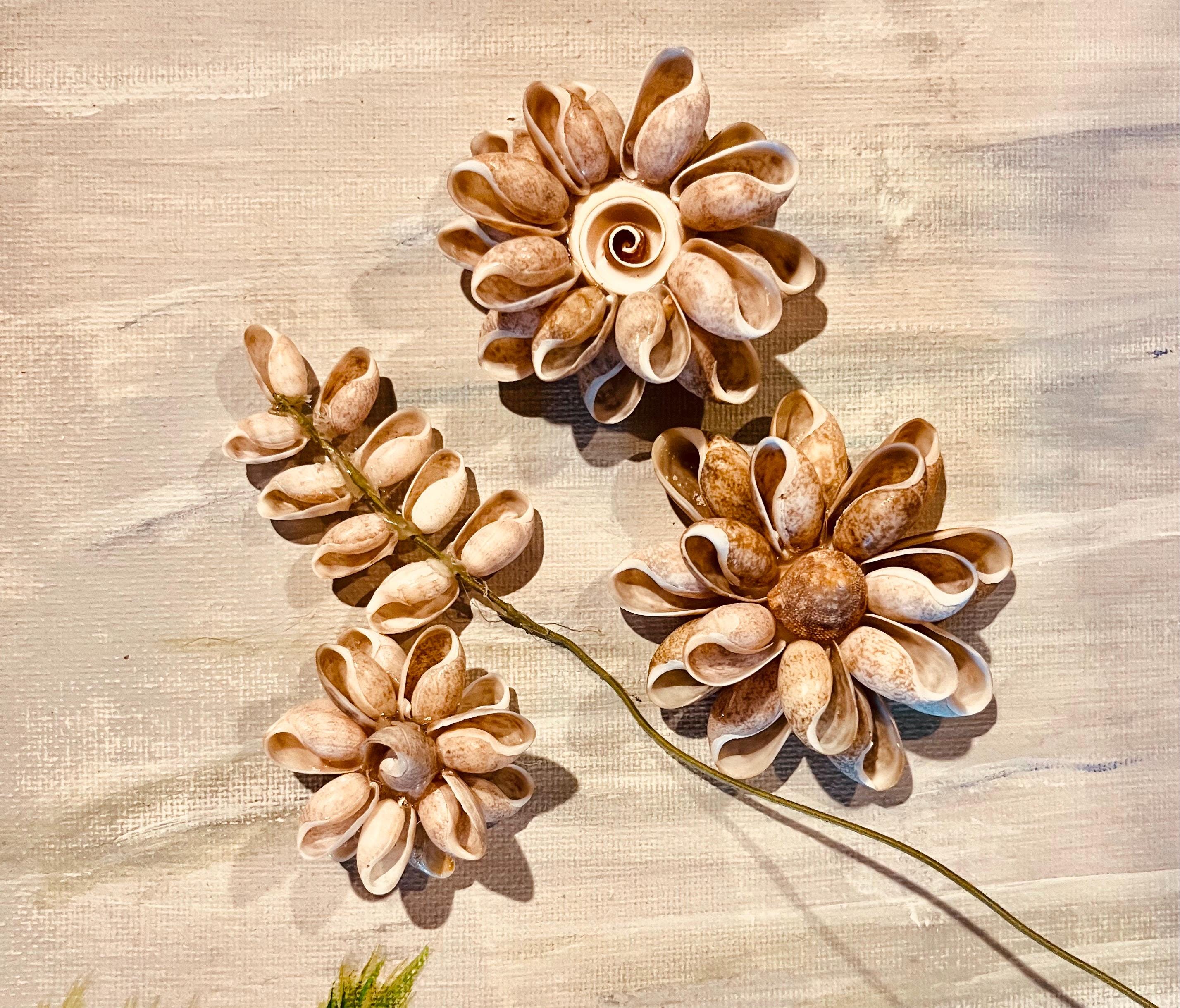 Florida Bubble Shells 200 Pieces. Variety Sizes (.25-1 Inch) - Etsy