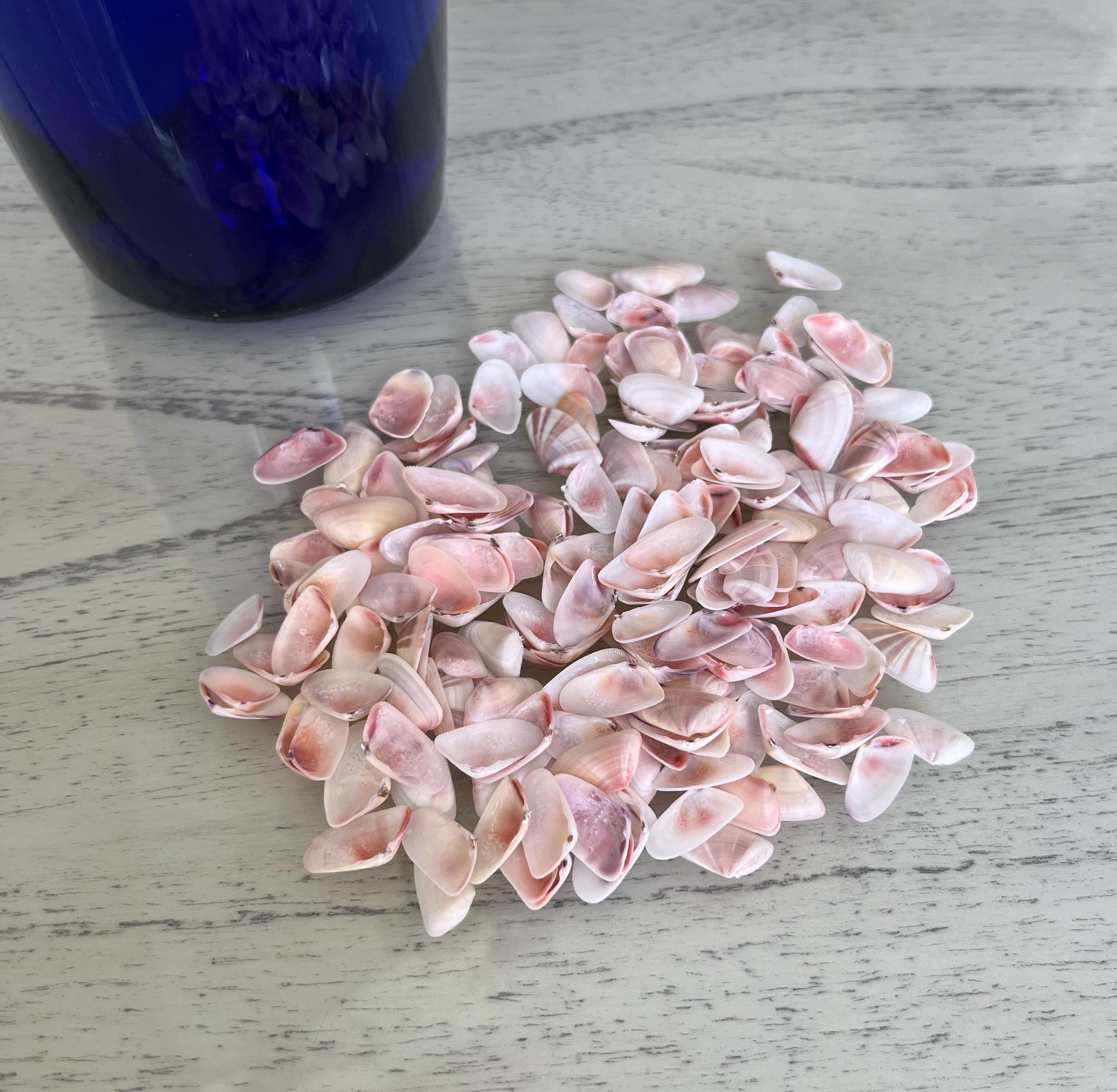 Pink and White Coquina Shells (200) - Etsy