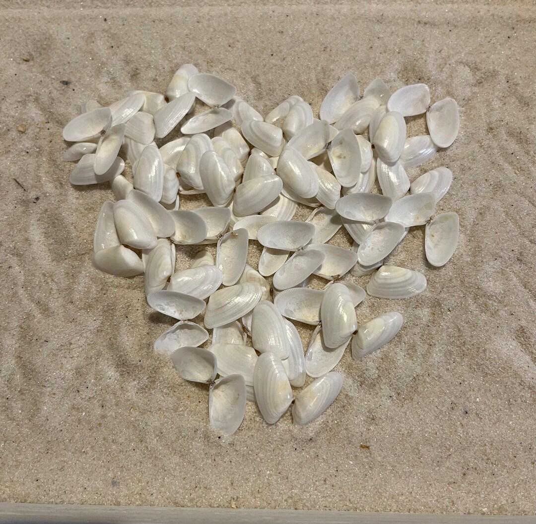 SMALL Coquina Shell Pairs 50 - Etsy
