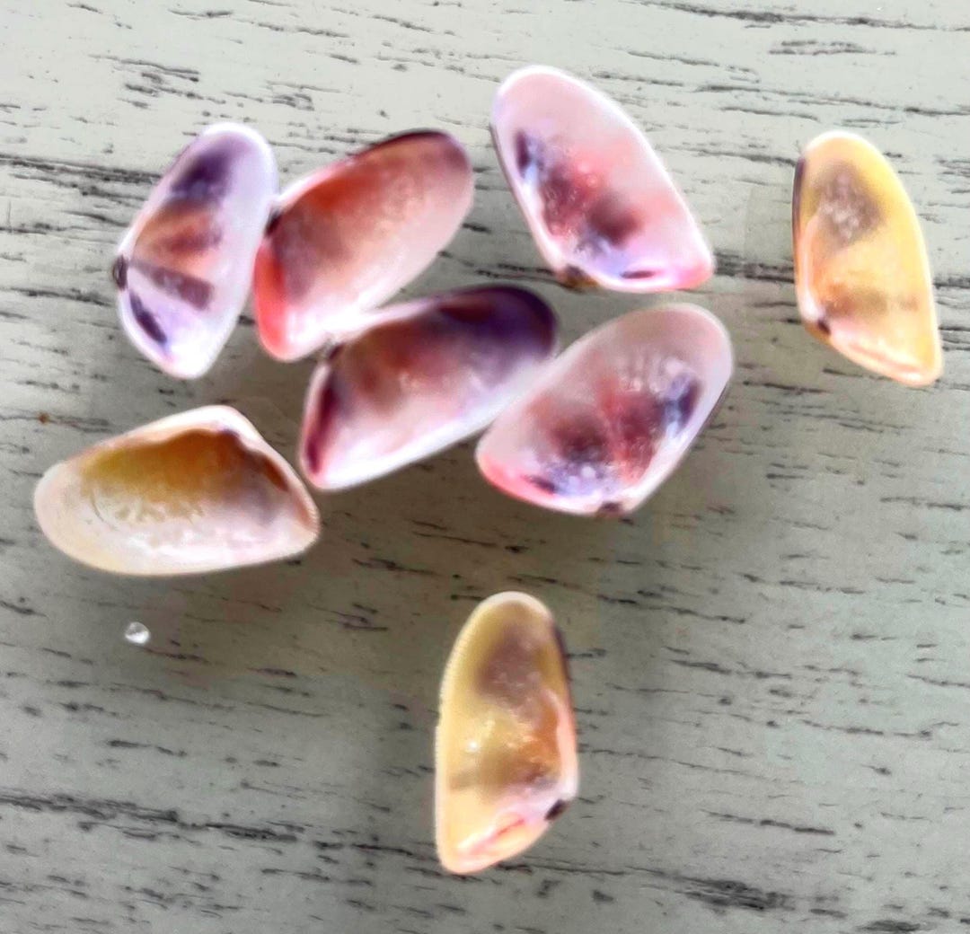 NEW LISTING Rare Tri-color Coquina Shells (200 Singles) - Etsy