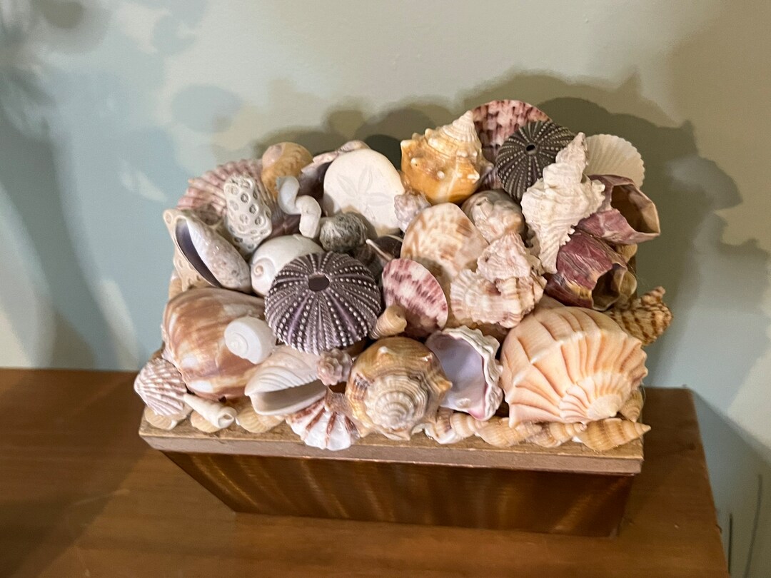 Sea Shell Topped Copper Box - Etsy