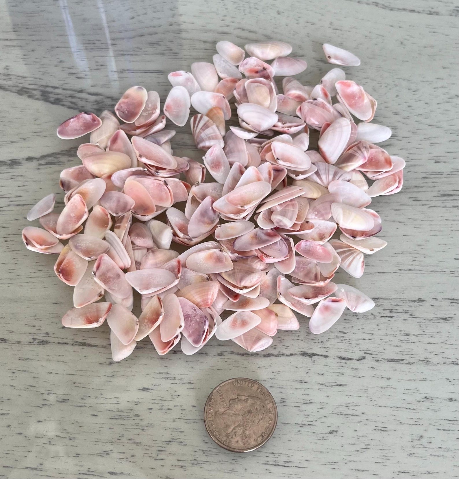 Pink and White Coquina Shells (200) - Etsy