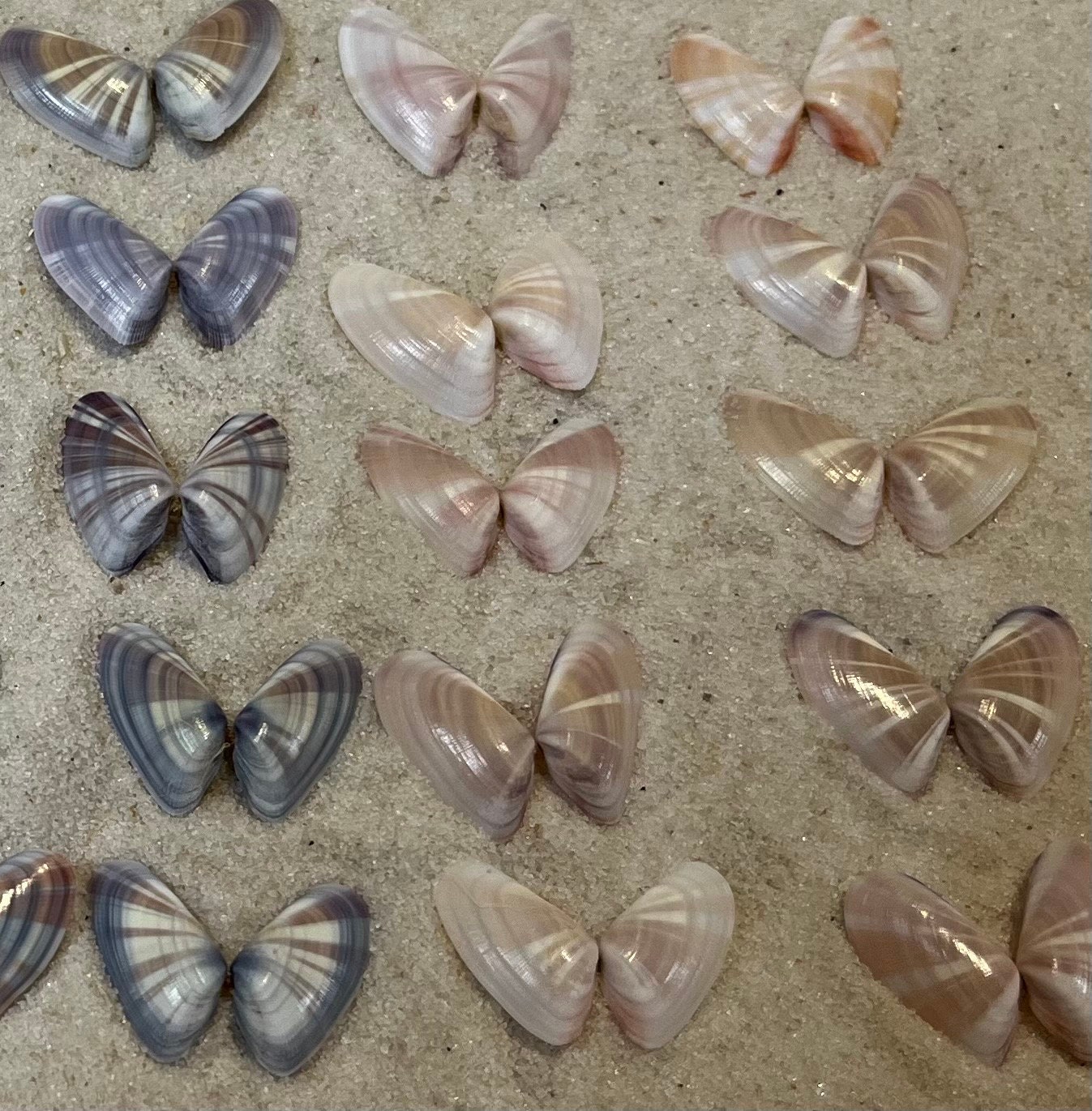 Coquina Sun Ray Shell Pairs 40 - Etsy