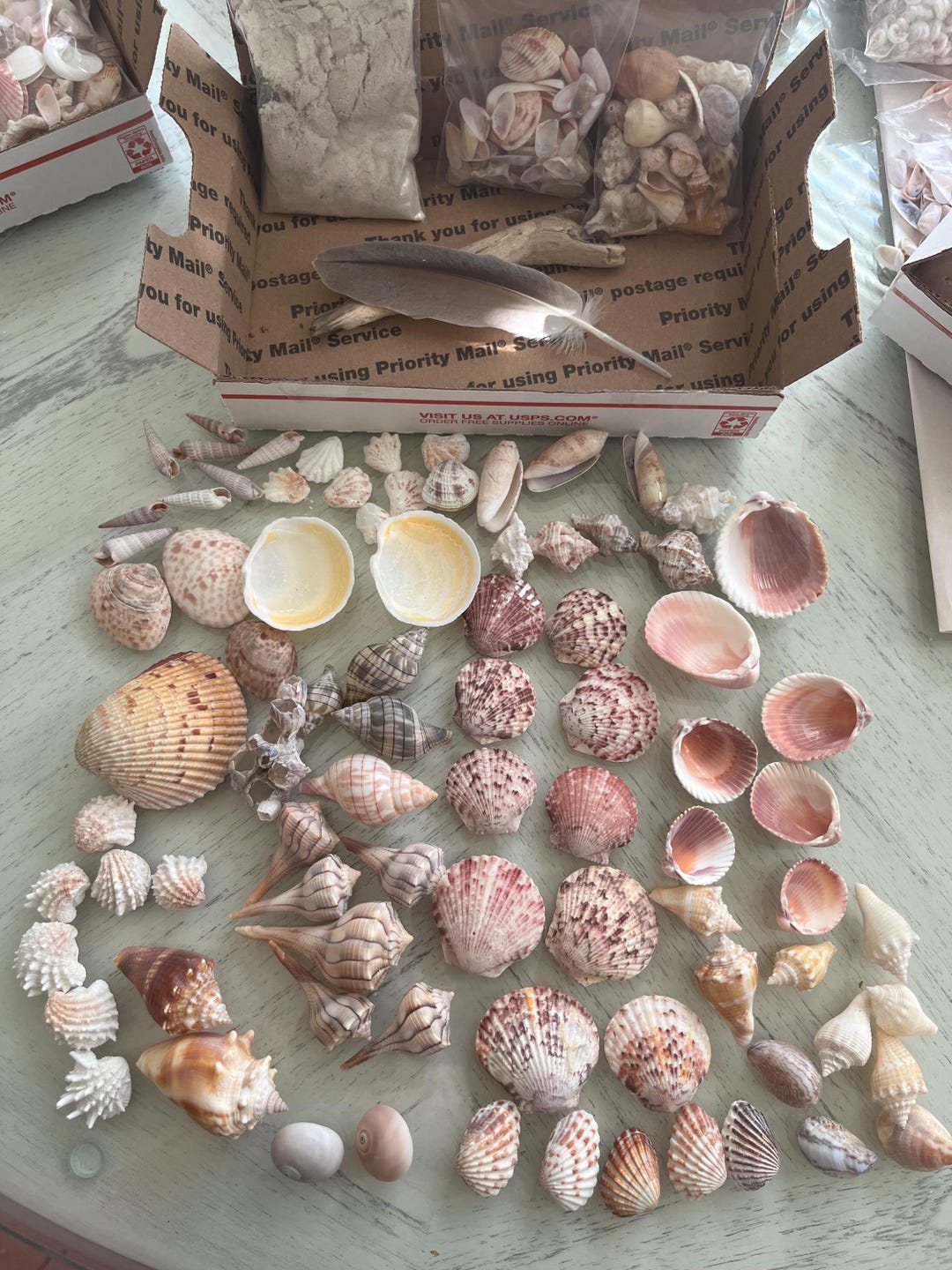 Beach in a Box - Sea Shell Variety - Etsy