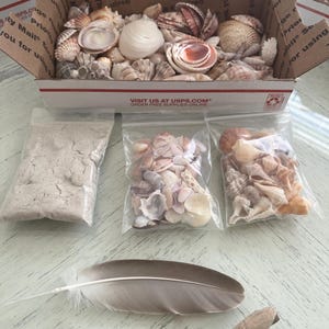 Beach in a Box - Sea Shell Variety - Etsy