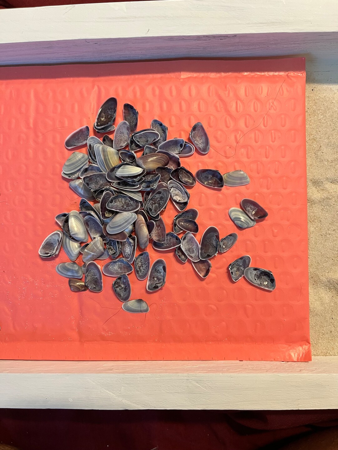 Coquina Shells 200 - Etsy
