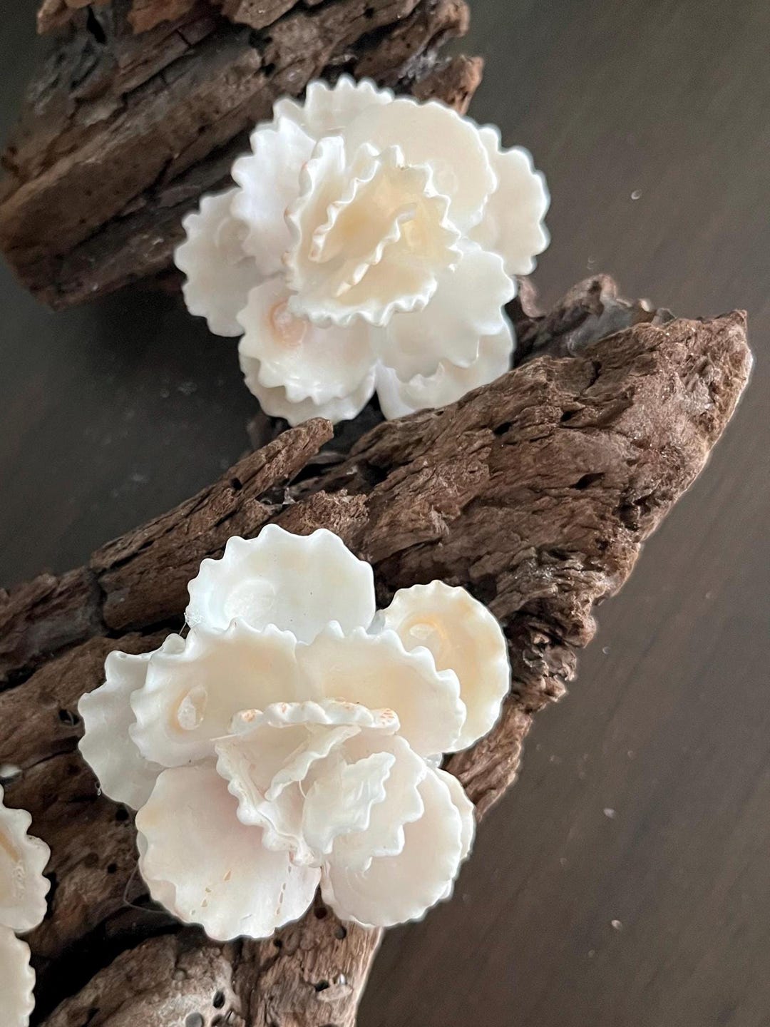 Florida Kitten Paw Shells (150) - Etsy