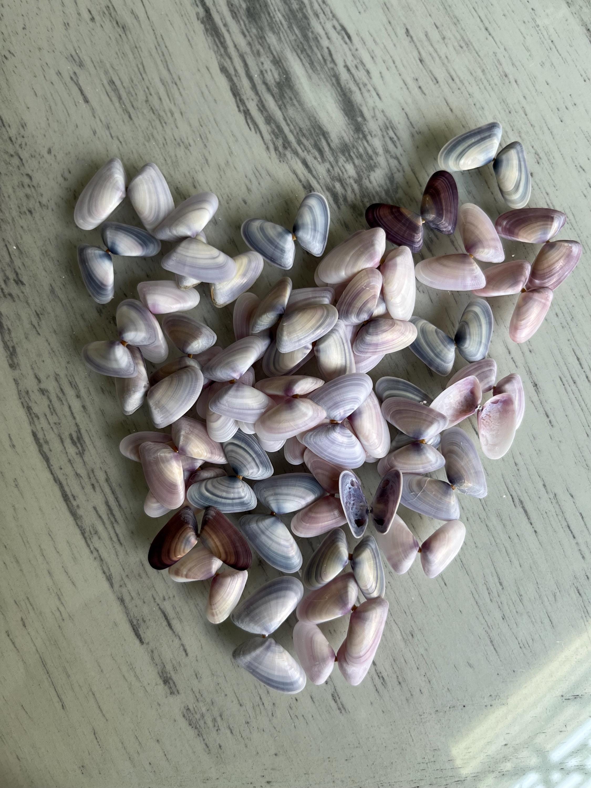 Shades of Purple Coquina Shells (200) - Etsy