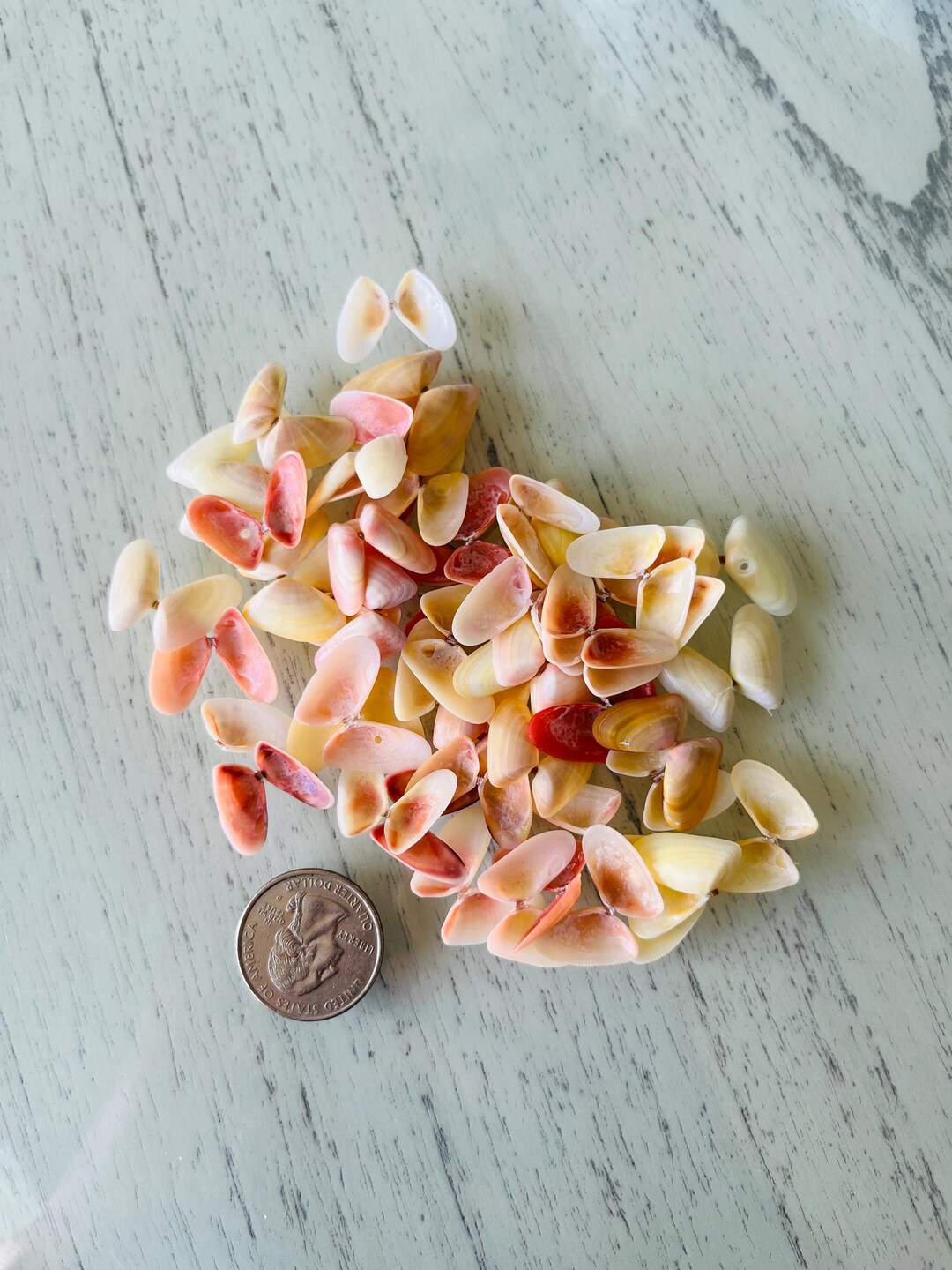 Yellow & Orange Coquina Shell Pairs (50) - Etsy