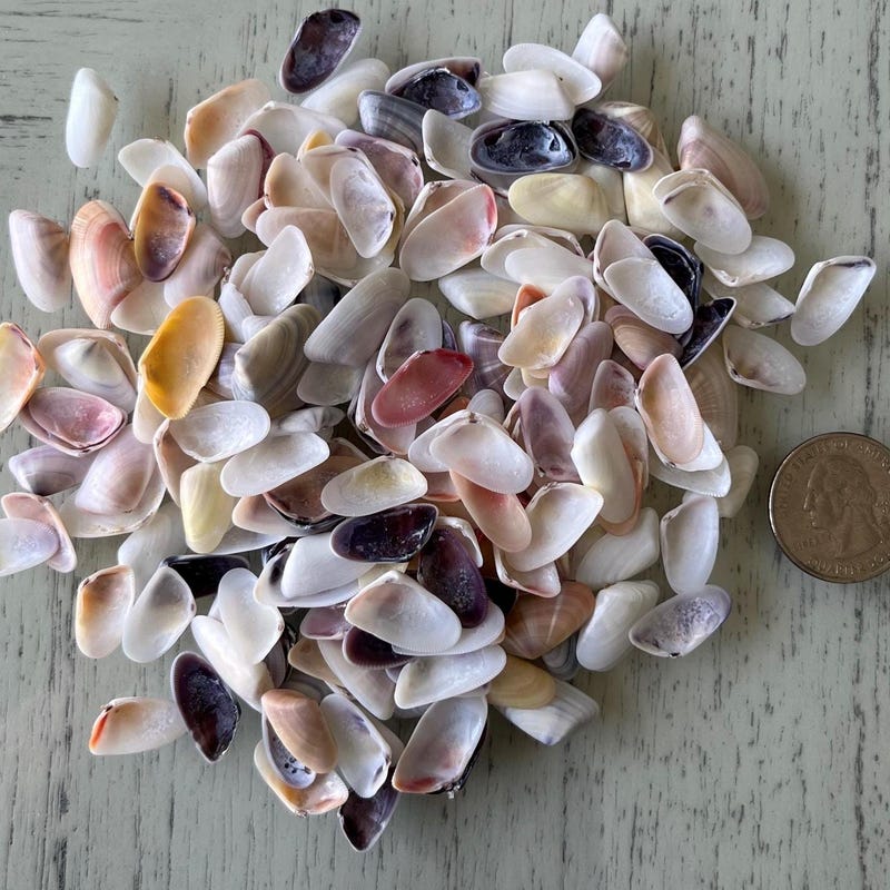 Shells for Sale - Etsy