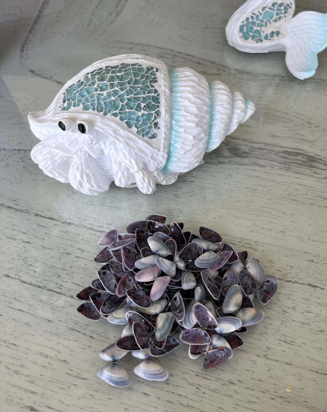 Purple Coquina Shells (200) - Etsy