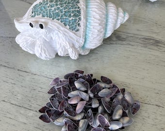 Pink and White Coquina Shells (200) - Etsy