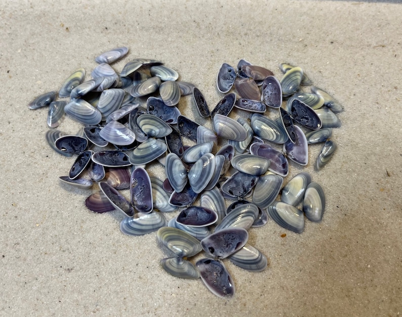 Purple Coquina Shell Pairs (50) - Etsy