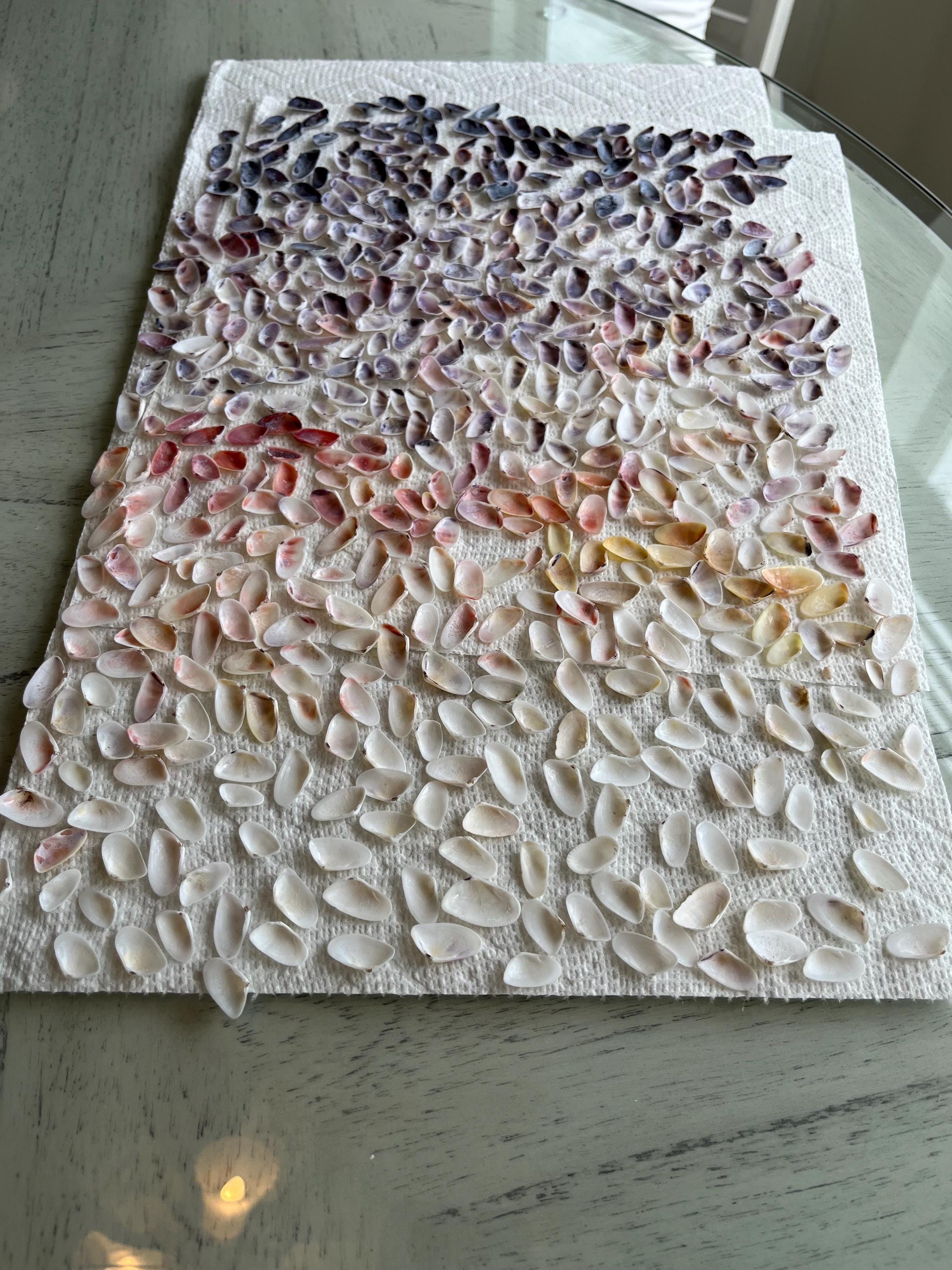 Sun Ray Coquina Shells (200) - Etsy