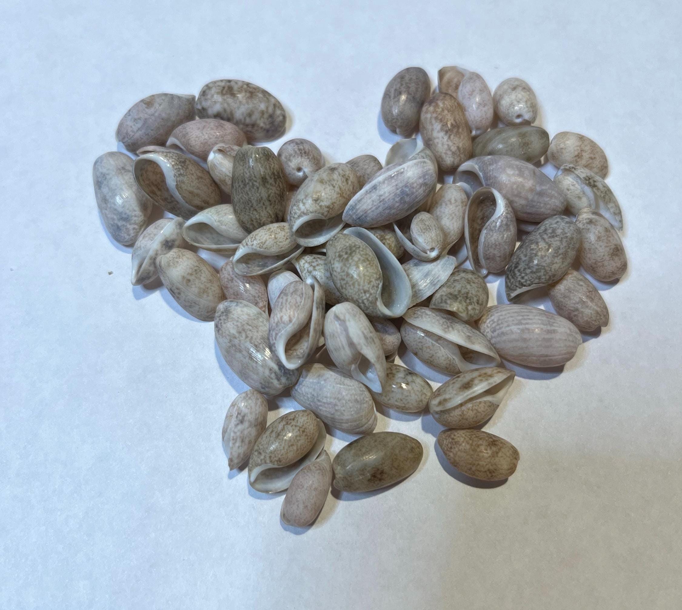 Florida Bubble Shells 200 Pieces. Variety Sizes (.25-1 Inch) - Etsy
