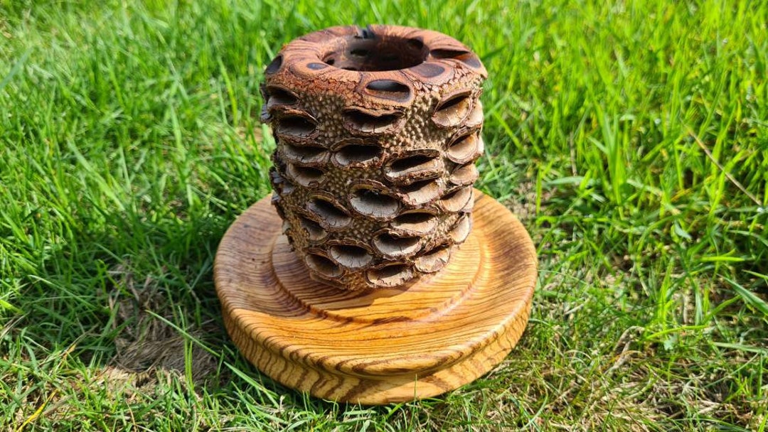 Banksia Nut Tea Light Holder - Etsy