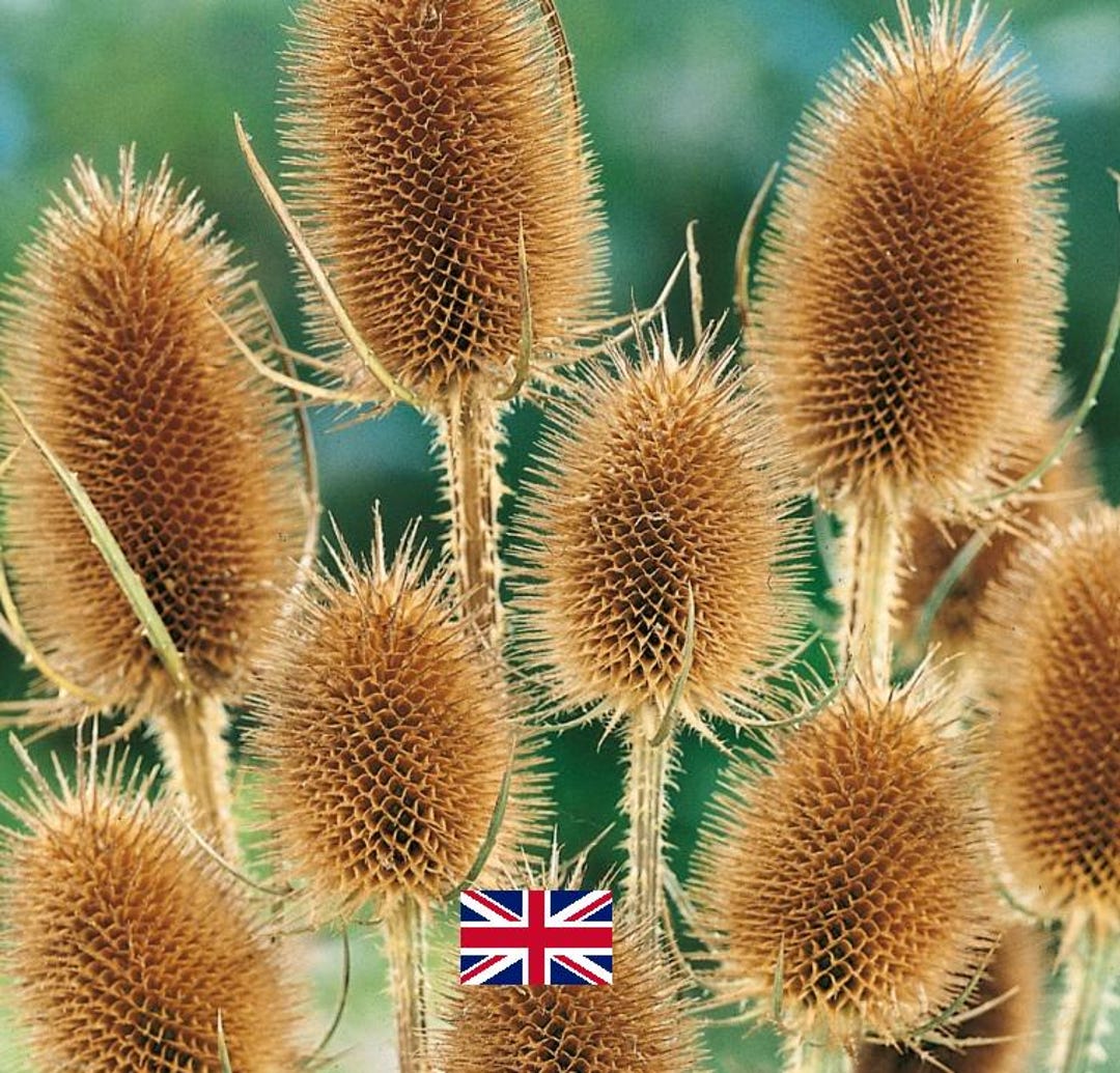 30 X Large Dried Teasel Heads for Crafts and Christmas Wreaths ...