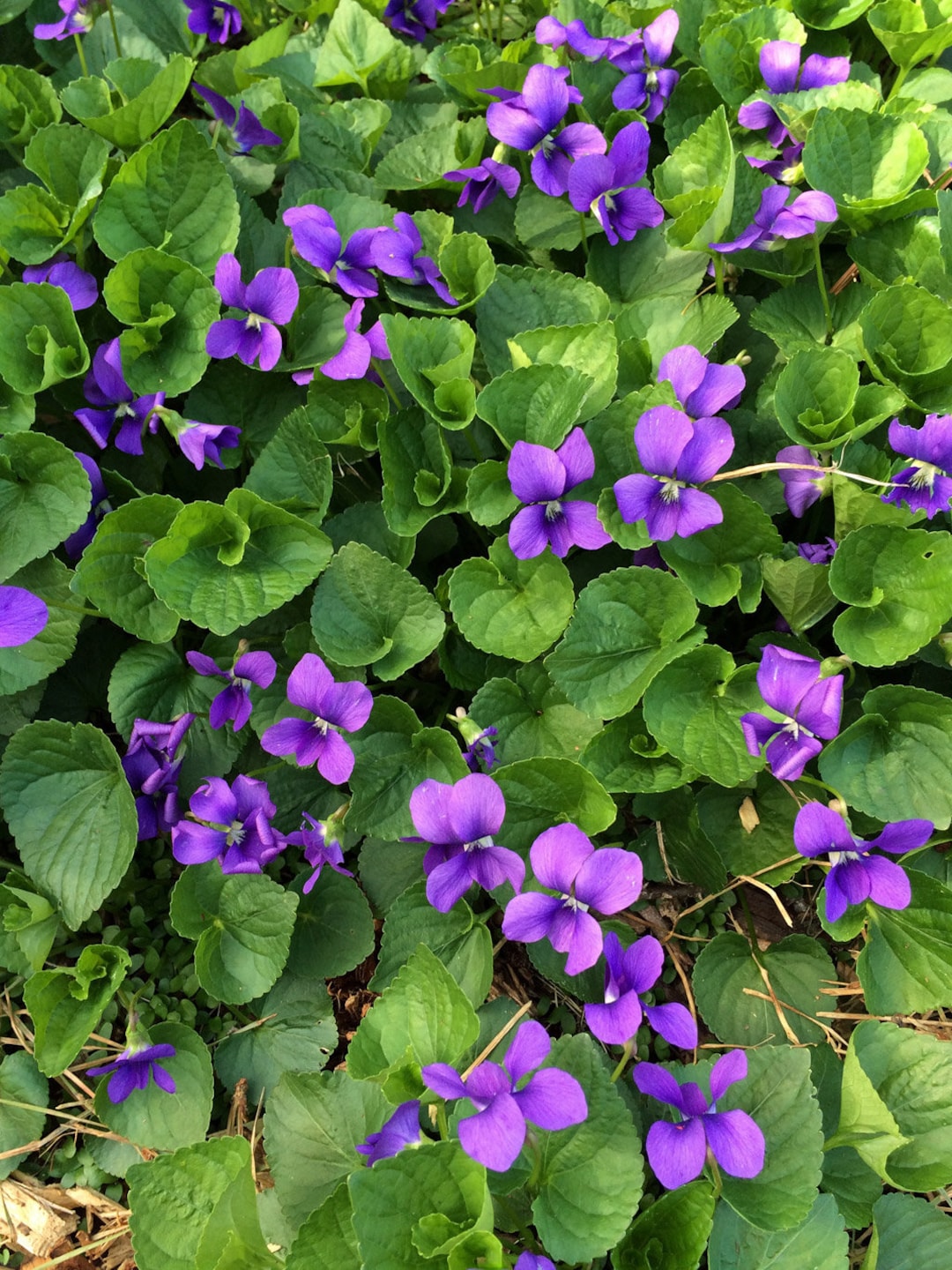 A Clump of Sweet Parma Violet Plants Viola Odorata Edible Cocktail ...