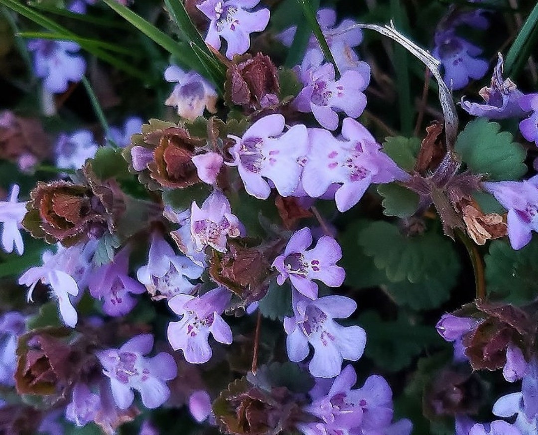 A Clump of Creeping Charlie Plants, Year Round Edible Flowers and ...