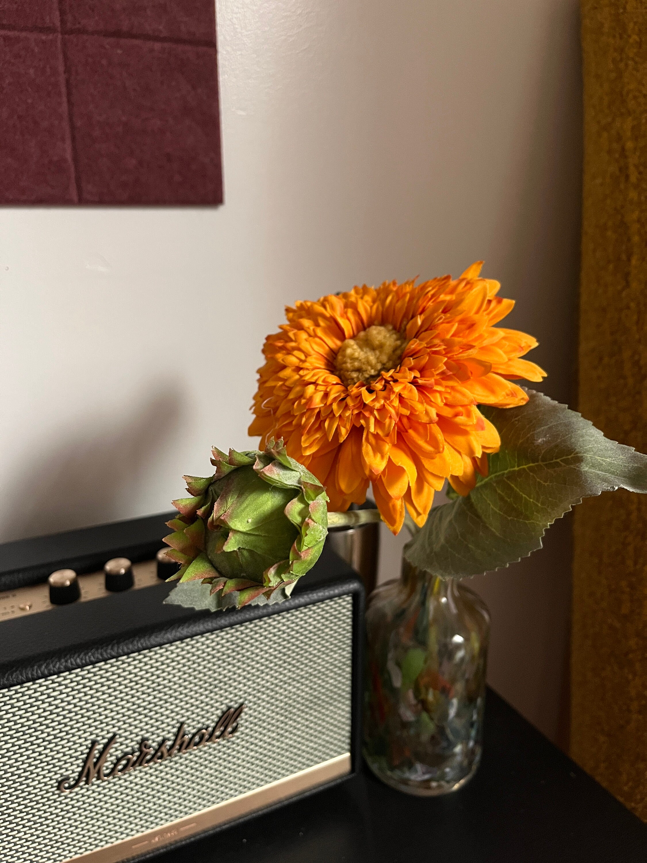 Gerbera Jamesonii Barberton Daisy Single Flower, Multi-color Relistic ...