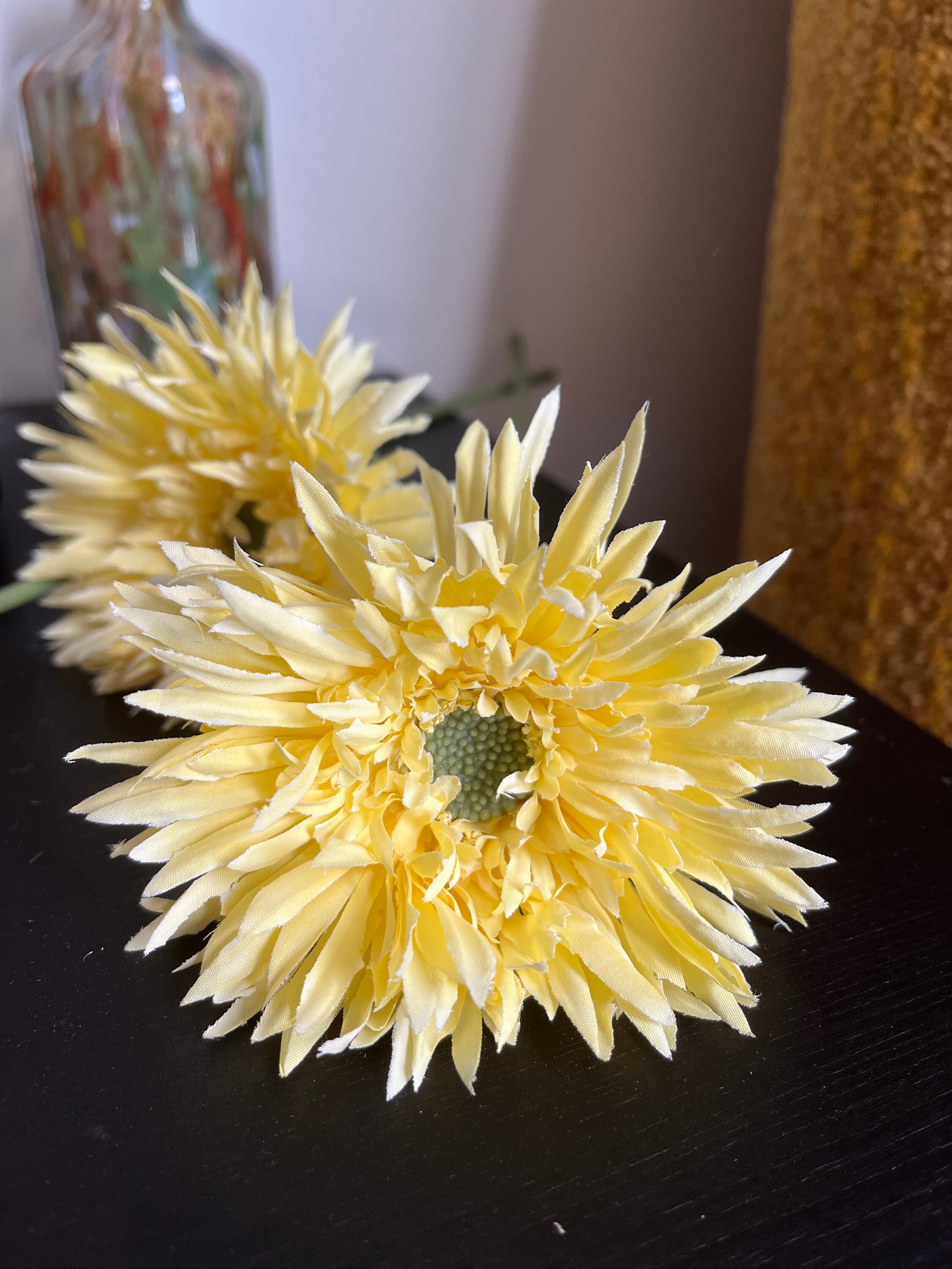 Gerbera Jamesonii Barberton Daisy Single Flower, Multi-color Relistic ...