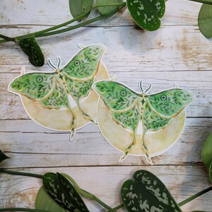 Luna Moth Sticker | Botanical Moon Moth Watercolor Sticker | Matte ...
