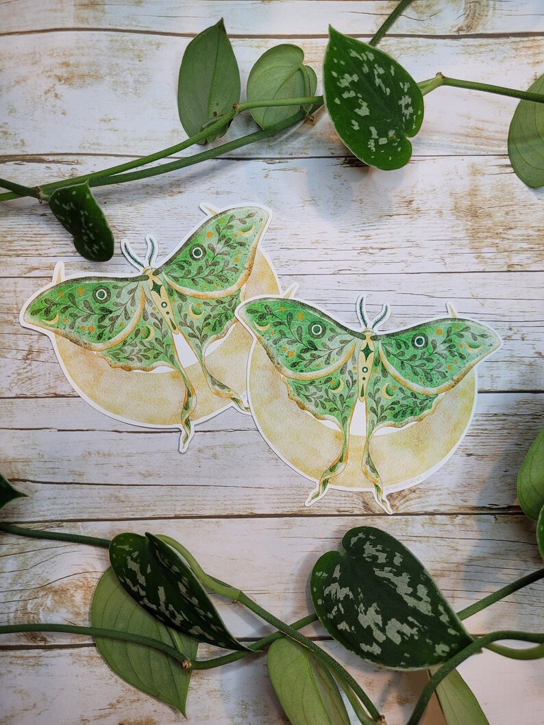 Luna Moth Sticker Botanical Moon Moth Watercolor Sticker - Etsy