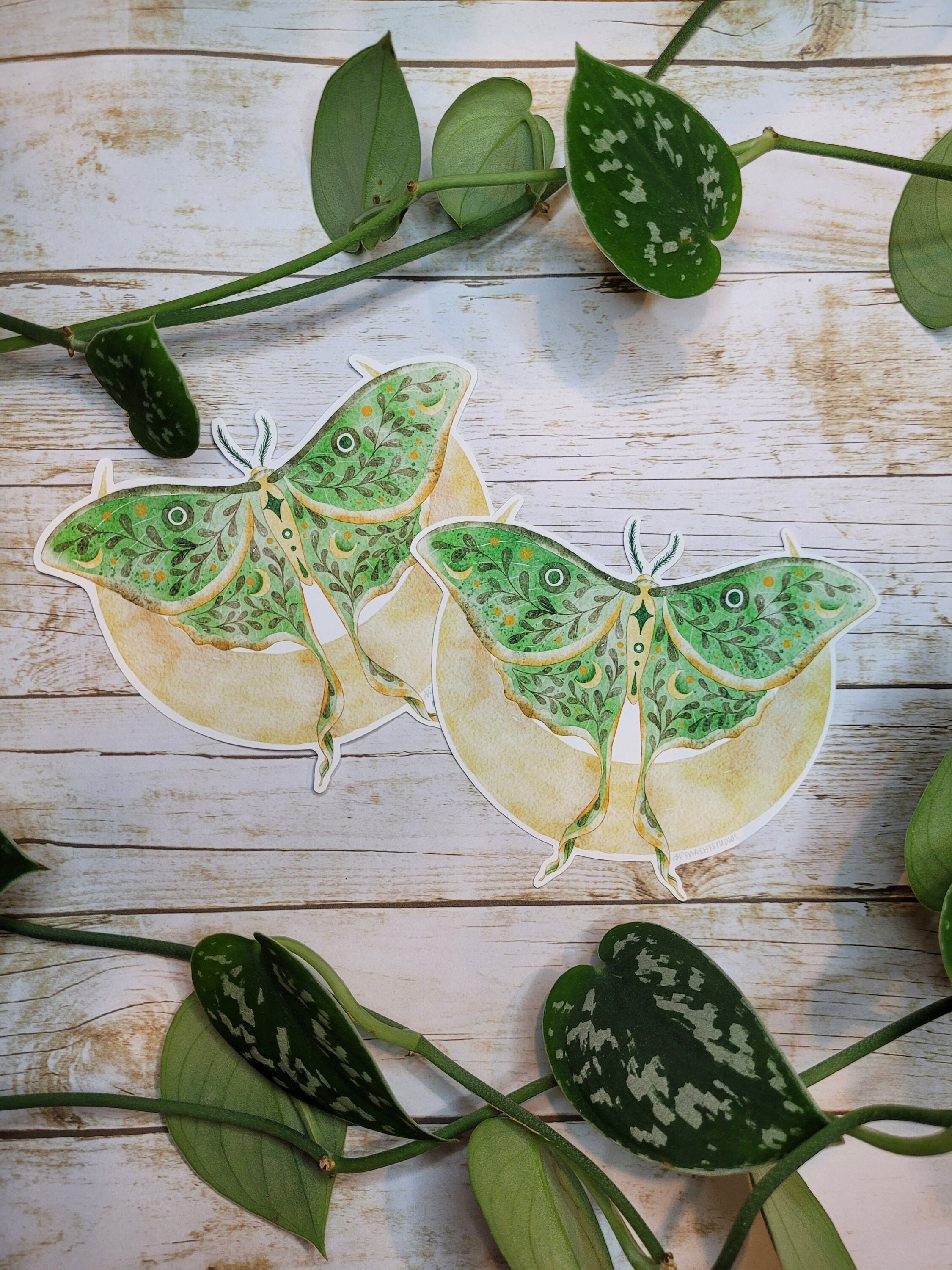 Luna Moth Sticker Botanical Moon Moth Watercolor Sticker - Etsy