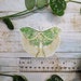 Luna Moth Sticker Botanical Moon Moth Watercolor Sticker - Etsy