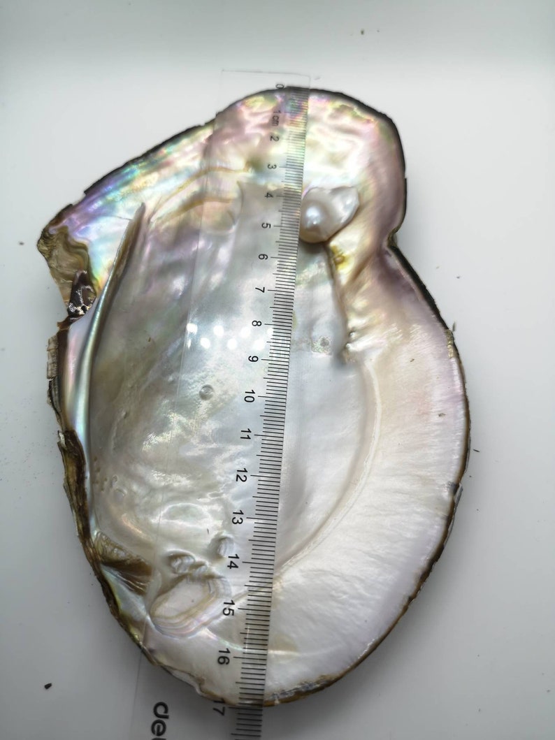 Jewellery Dish Large Natural Freshwater Mussel Shell With - Etsy