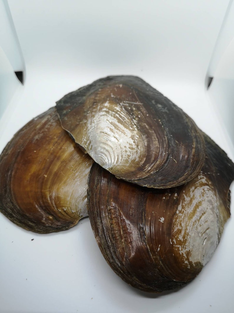 Jewellery Dish Large Natural Freshwater Mussel Shell With - Etsy