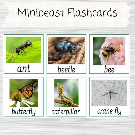 Minibeast Flash Cards Minibeast Identification Cards Minibeast - Etsy