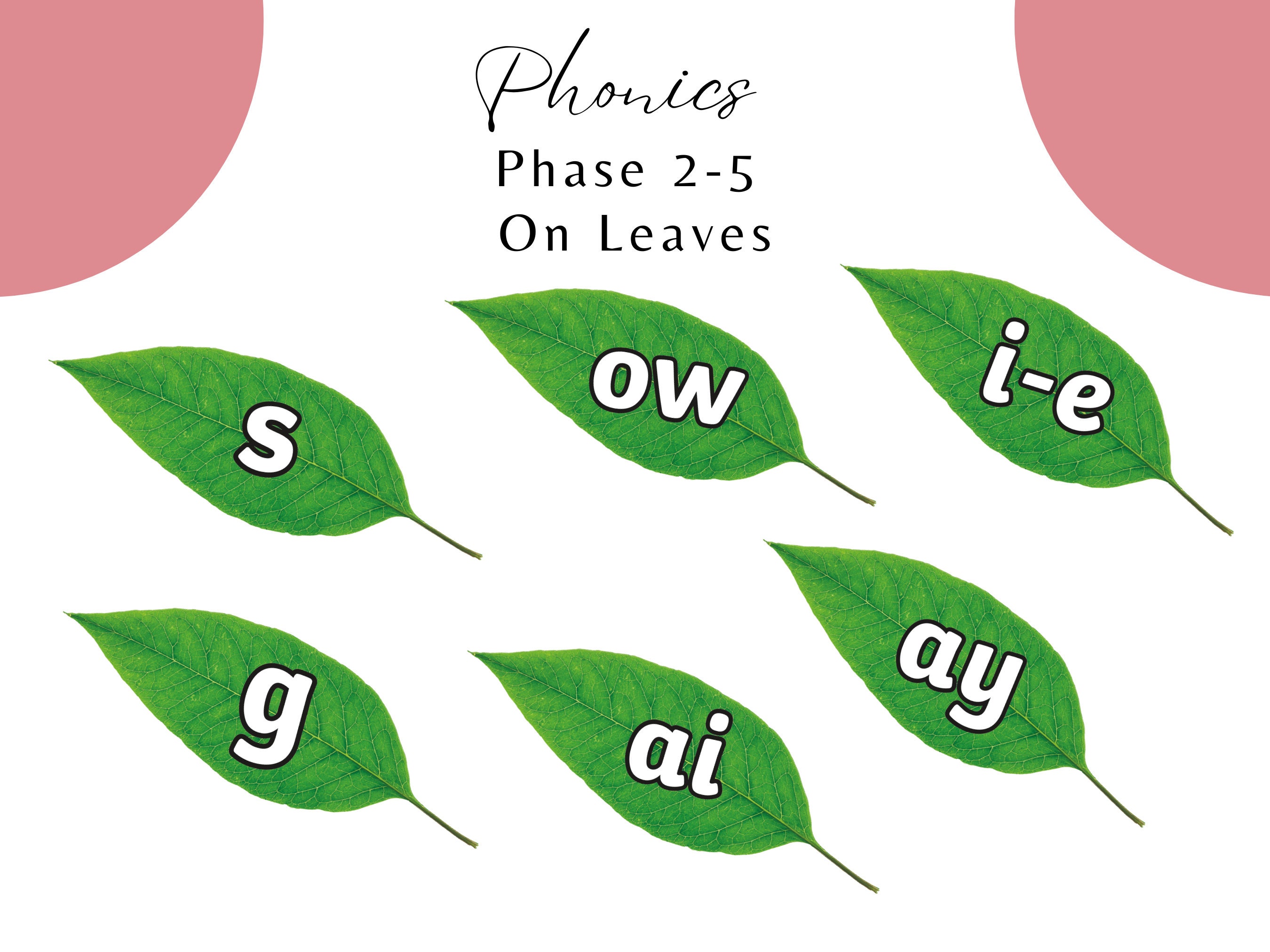 Phonics Phase 2-5 on Leaves Display Photo - Etsy