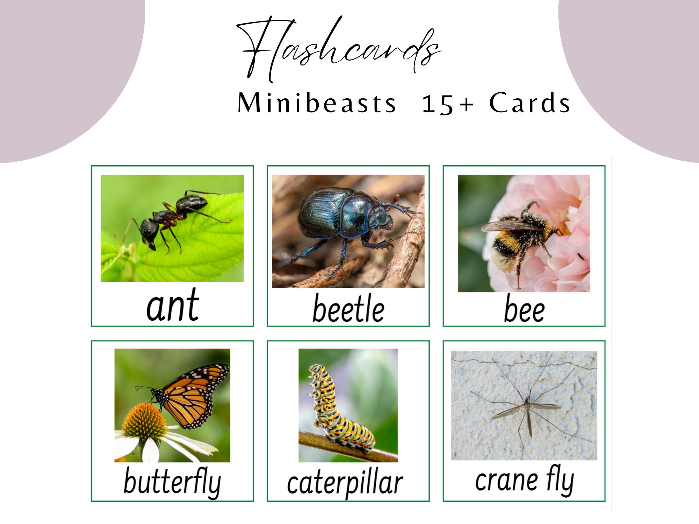 Minibeast Flash Cards Minibeast Identification Cards Minibeast Cards ...