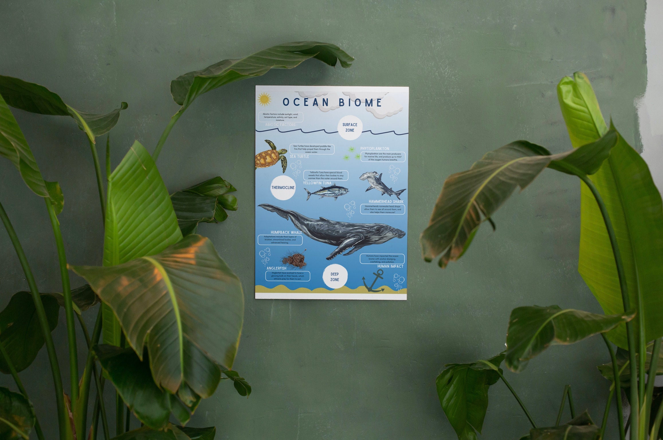 Marine Ecosystem Classroom Poster Ocean Biome Middle Grade Educational ...