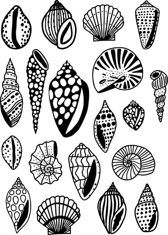 Sea Shells SVG, PNG, Digital Files, Vector Graphic, Black and White - Etsy