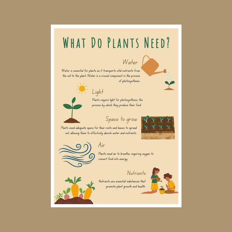 Photosynthesis Poster - Etsy