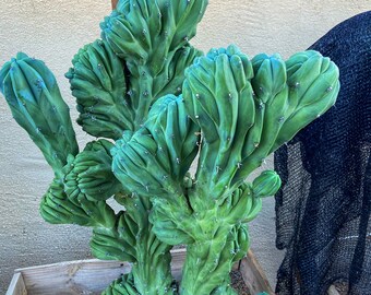 Dinosaur Back Myrtillocactus Geometrizans F. Cristata - Etsy