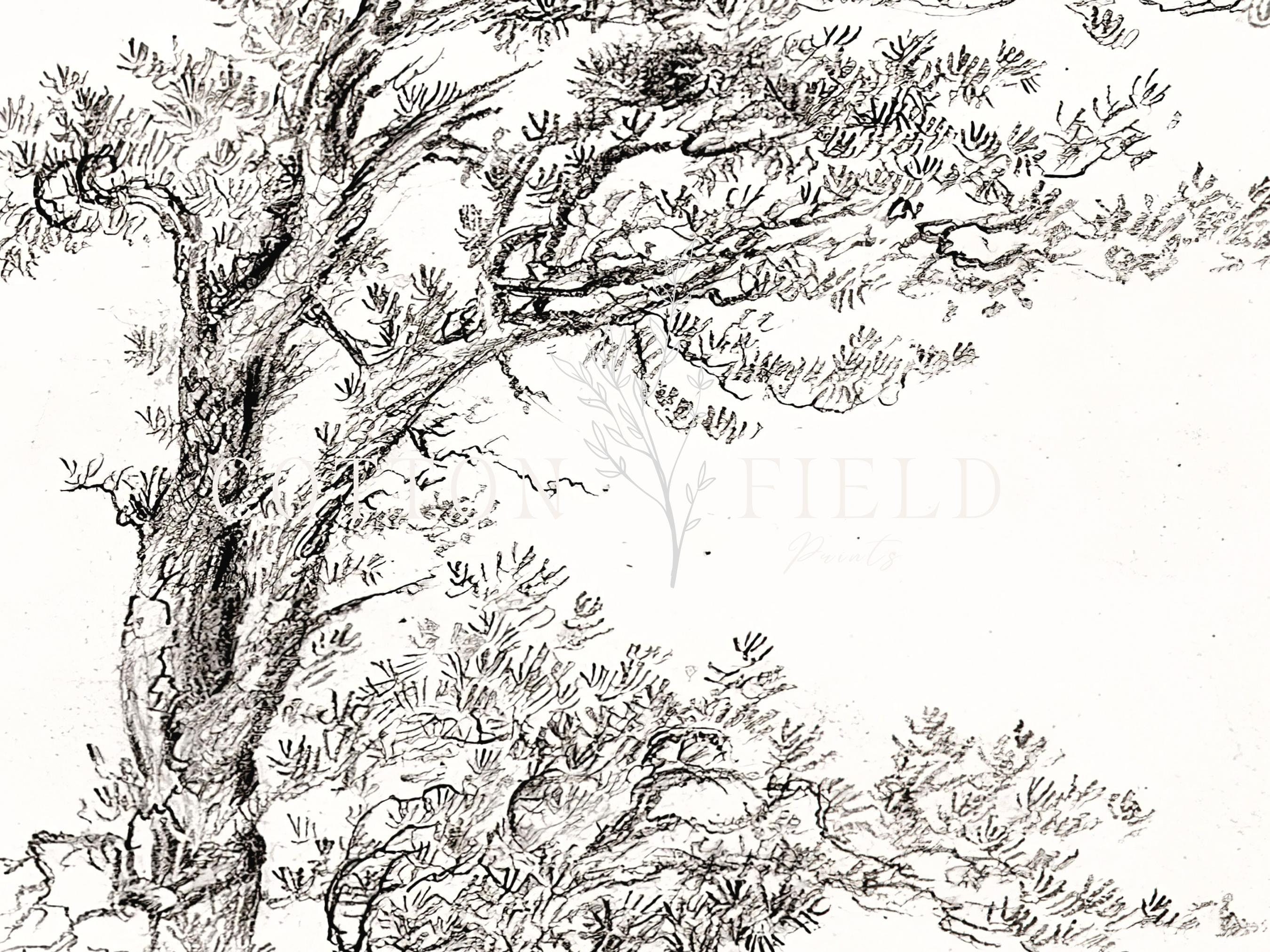 Oak and Pine Tree Sketch Tree Drawing Set of 2 Vintage - Etsy