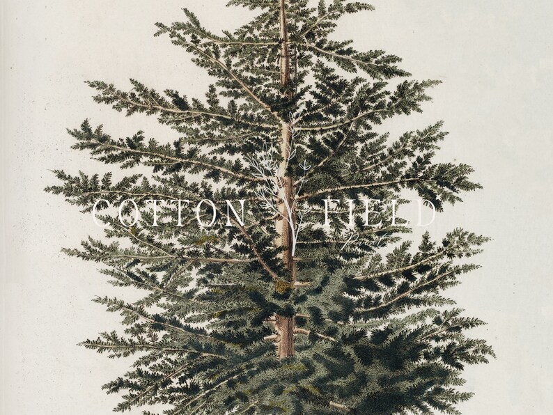 Cedar, Christmas Botanical Prints Botanical Branch Digital Download ...