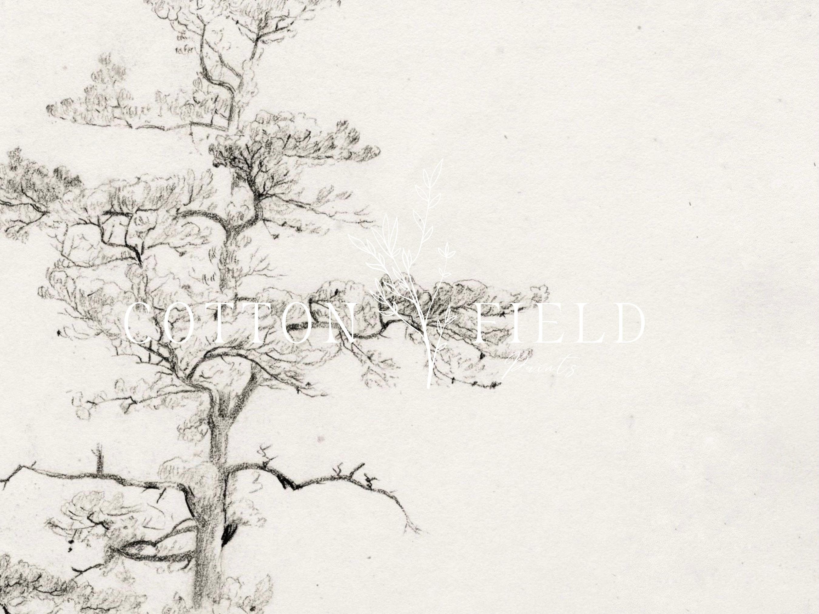 Pine Tree Sketch Vintage Botanical Print Boho Floral Print - Etsy