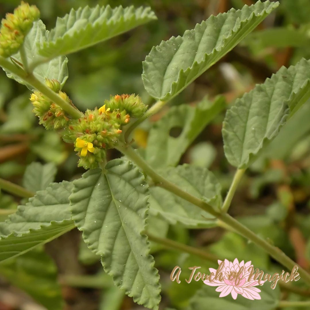 Malva Blanca 10 Seeds Waltheria Indica Sleepy Morning Uhaloa ...