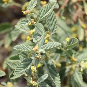 Malva Blanca | 10+ Seeds | Waltheria Indica | Sleepy Morning | Uhaloa ...