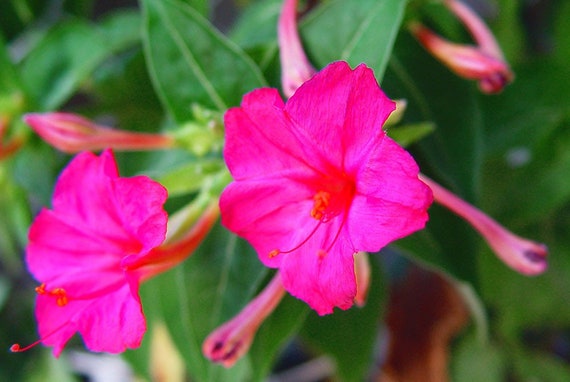 Maravilla Plant Fresh Herb Cuttings Powerful Herb Used for - Etsy