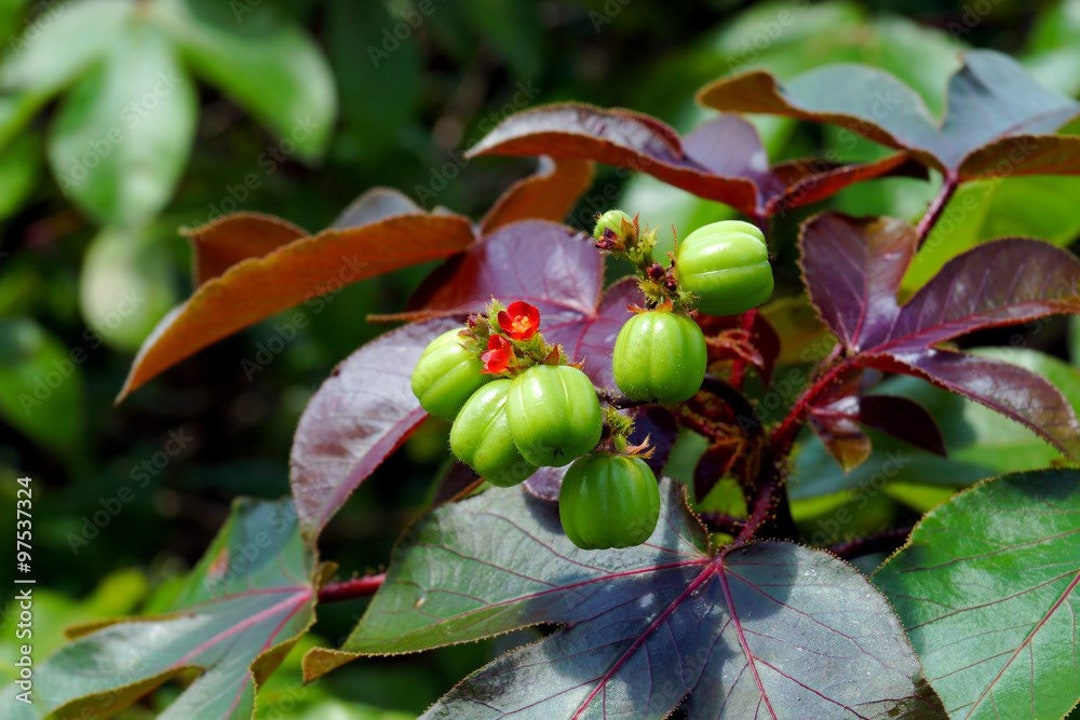 Tua Tua | 5+ Seeds | Jatropha Gossypiifolia | Belly-ache Bush ...