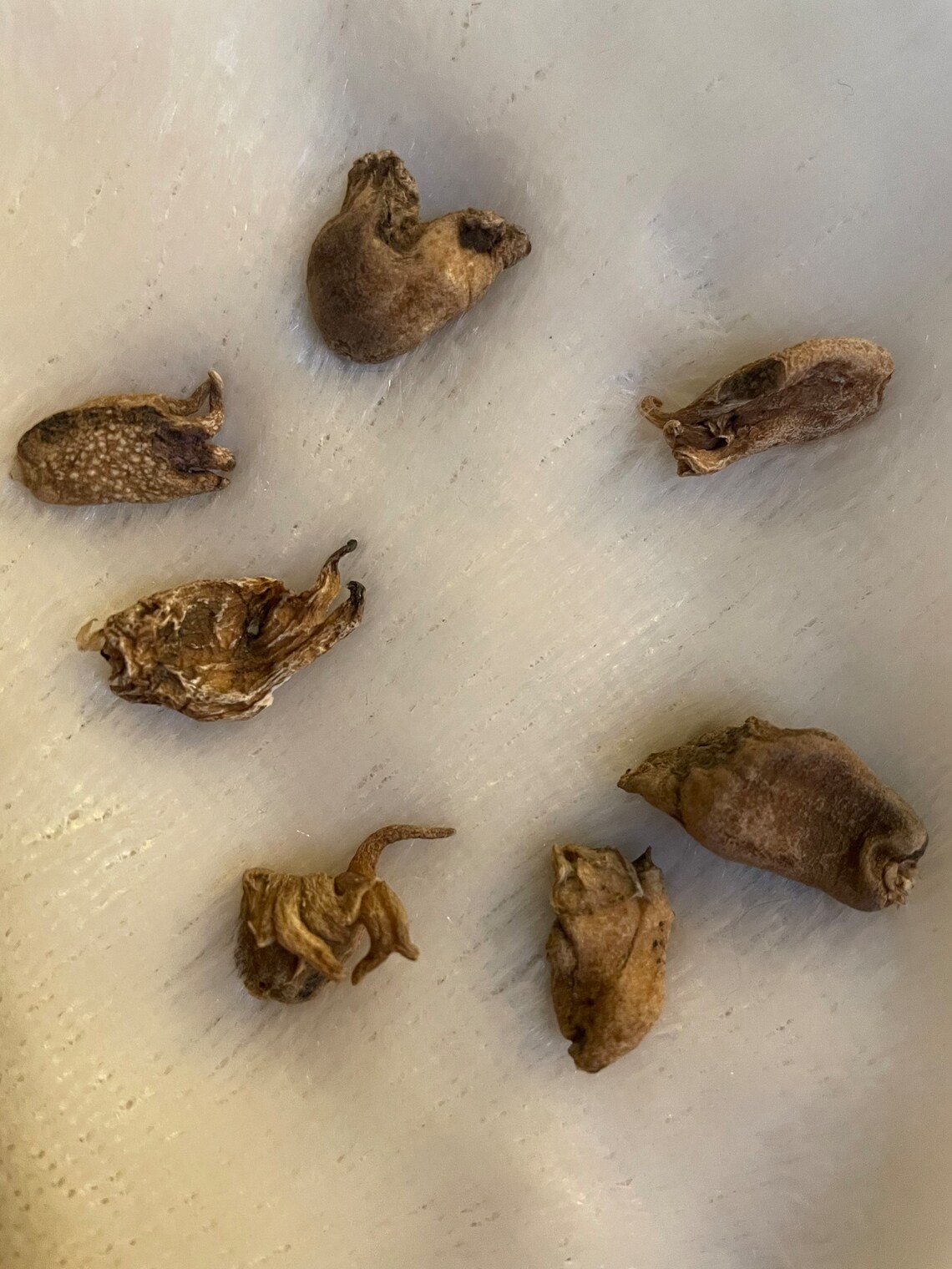 100% AUTHENTIC Lucky Hand Root Sahlep Root Orchis - Etsy