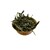 Espanta Muerto Seeds | False Daisy | Eclipta Prostata | Eclipta Alba ...