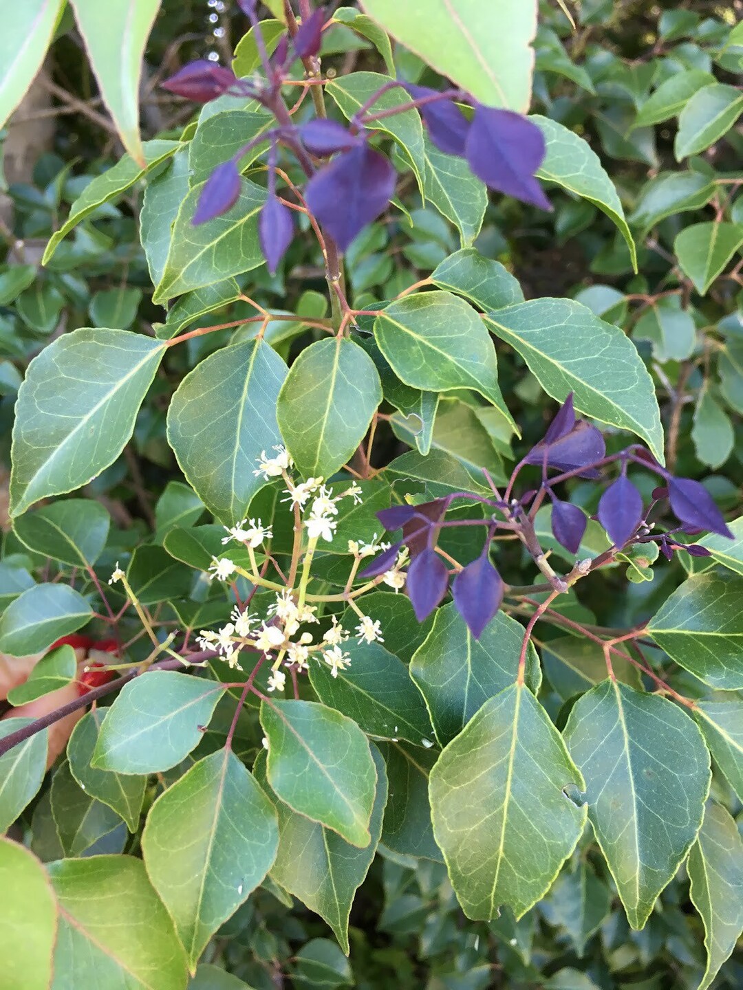 Cuaba Blanca Fresh Herb Cuttings Torchwood Amyris Elemifera Used for ...